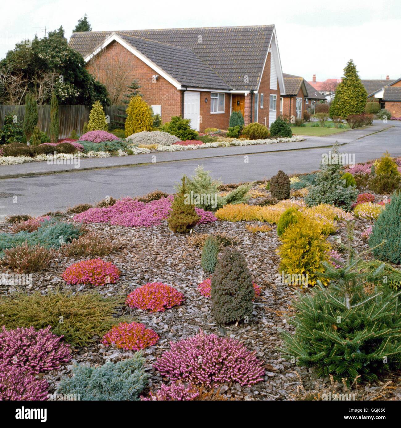 Heathers conifers garden hi-res stock photography and images - Alamy