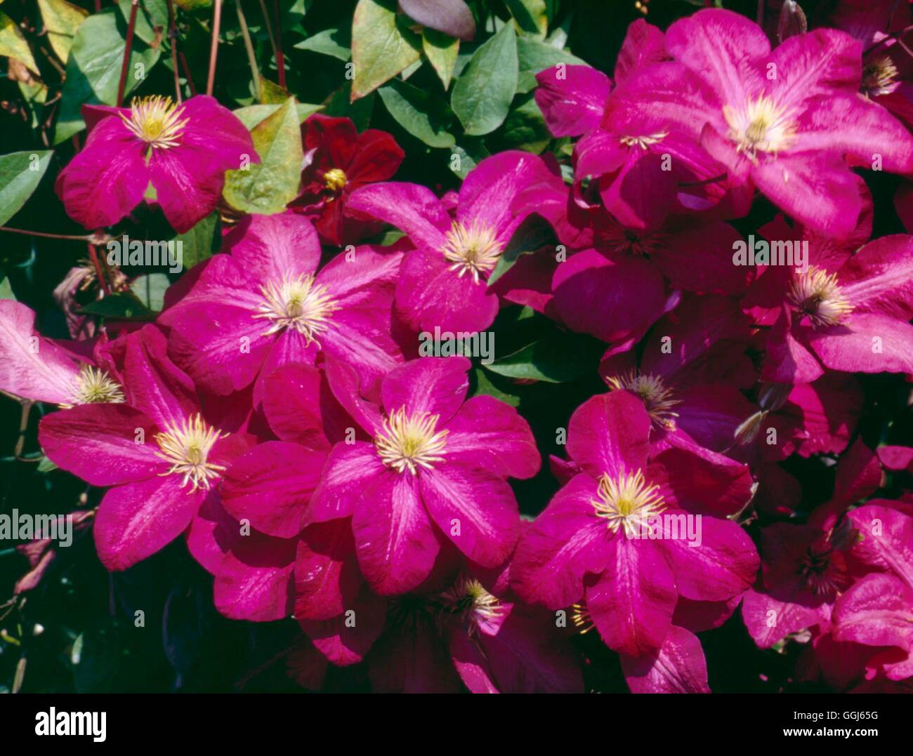 Clematis - `Voluceau' CLE005006 Stock Photo - Alamy