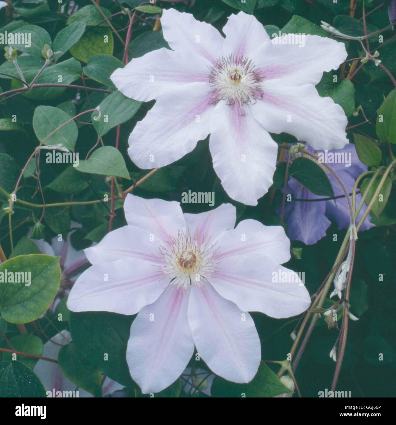 Clematisfairyqueen hi-res stock photography and images - Alamy