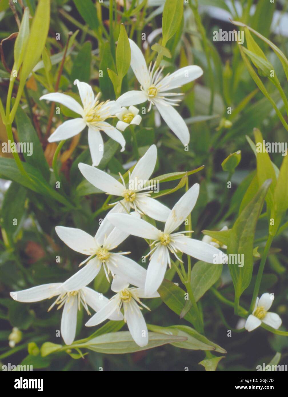 Clematisgentianoides hi-res stock photography and images - Alamy