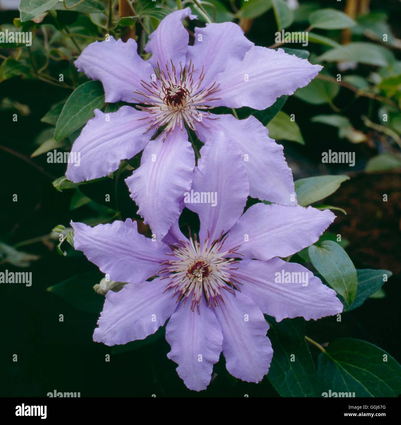 Allsop hi-res stock photography and images - Alamy
