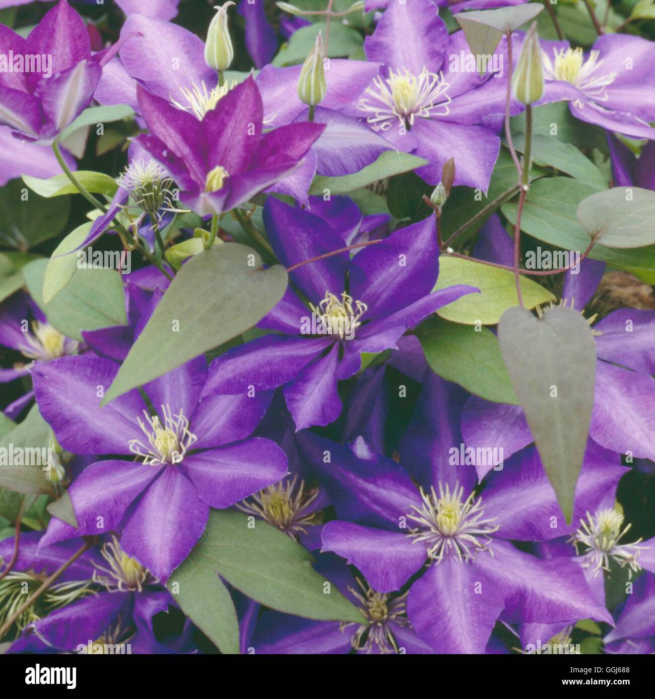 Clematis daniel deronda hi-res stock photography and images - Alamy