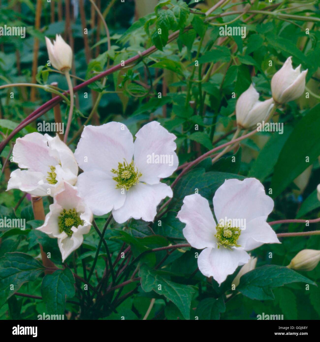 Clematis montana spooneri hi-res stock photography and images - Alamy