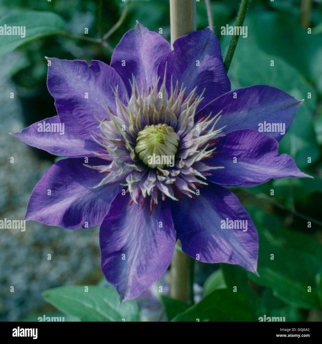 Clematis multi blue hi-res stock photography and images - Alamy