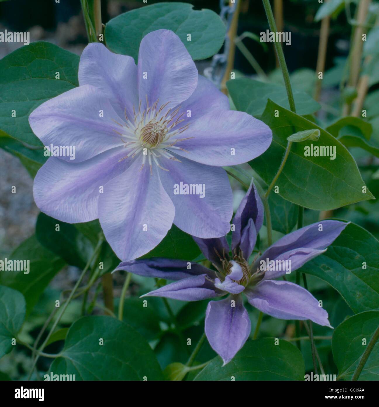 Lady caroline hi-res stock photography and images - Alamy