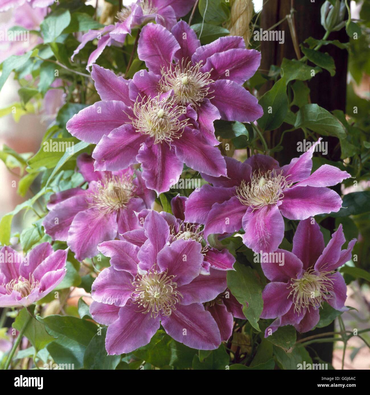 Clematis - `Dr Ruppel' CLE059223 Stock Photo - Alamy