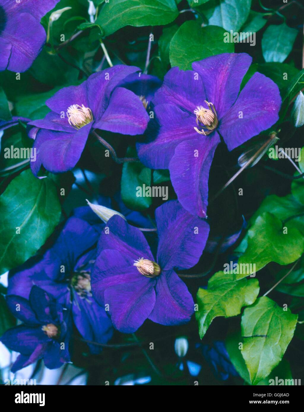 Clematis - `Perrins Pride' CLE062194 Stock Photo - Alamy