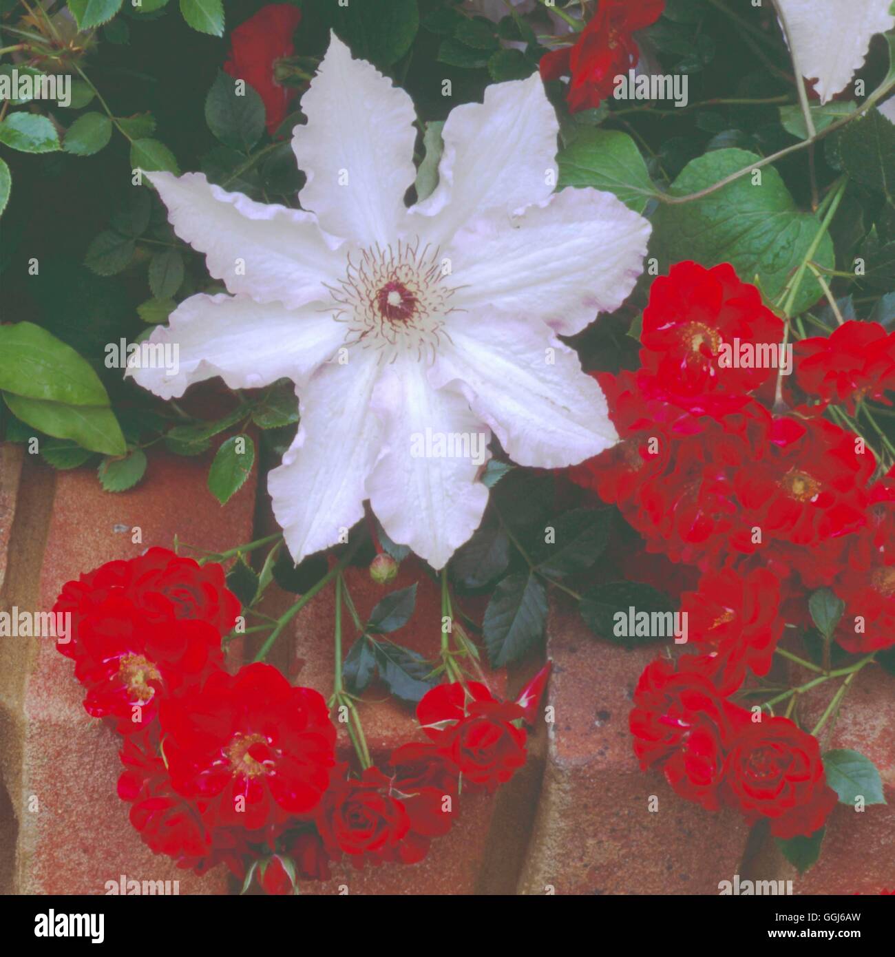 Clematis clematis rose rosa hi-res stock photography and images - Alamy