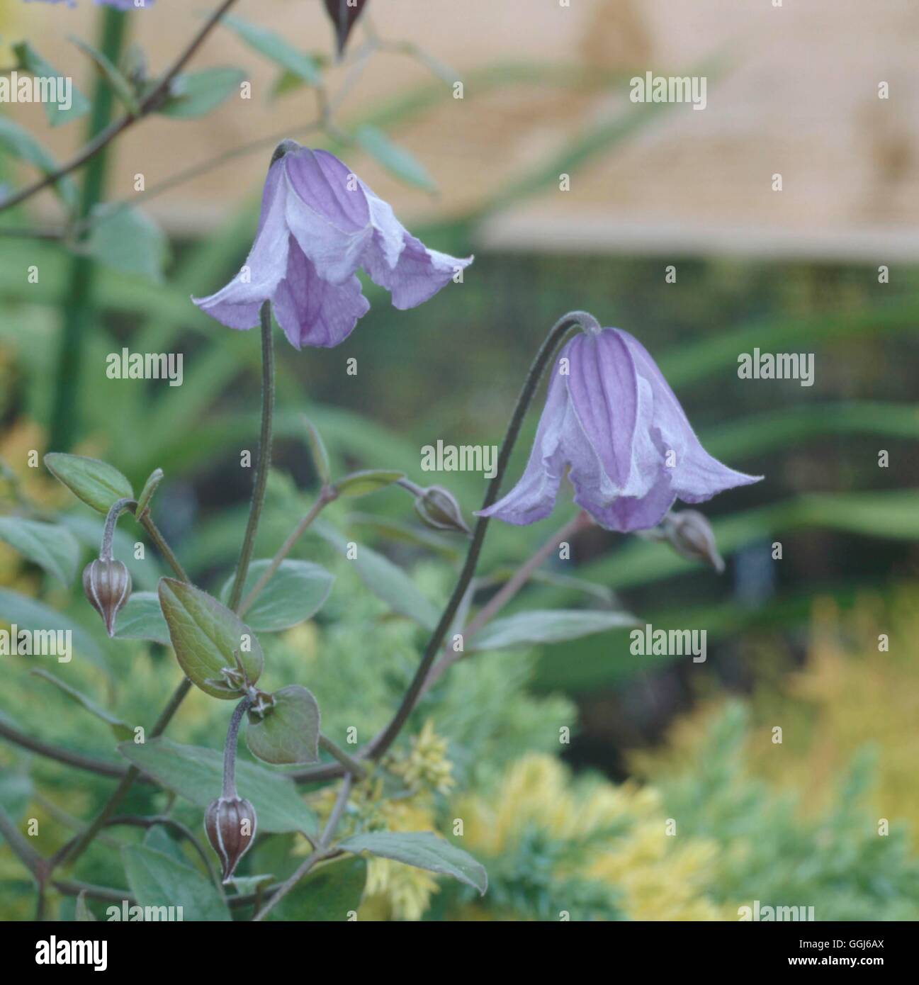 Clematis blue boy hi-res stock photography and images - Alamy