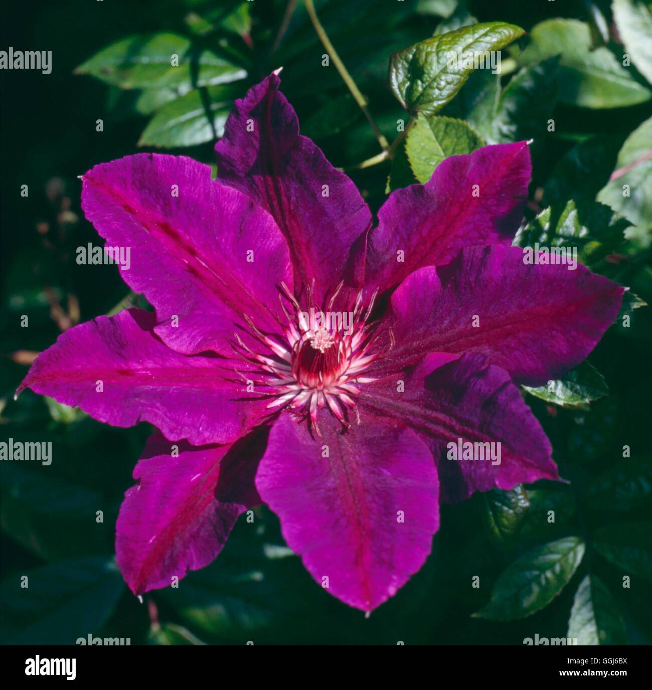 Clematisroyalvelvet hi-res stock photography and images - Alamy