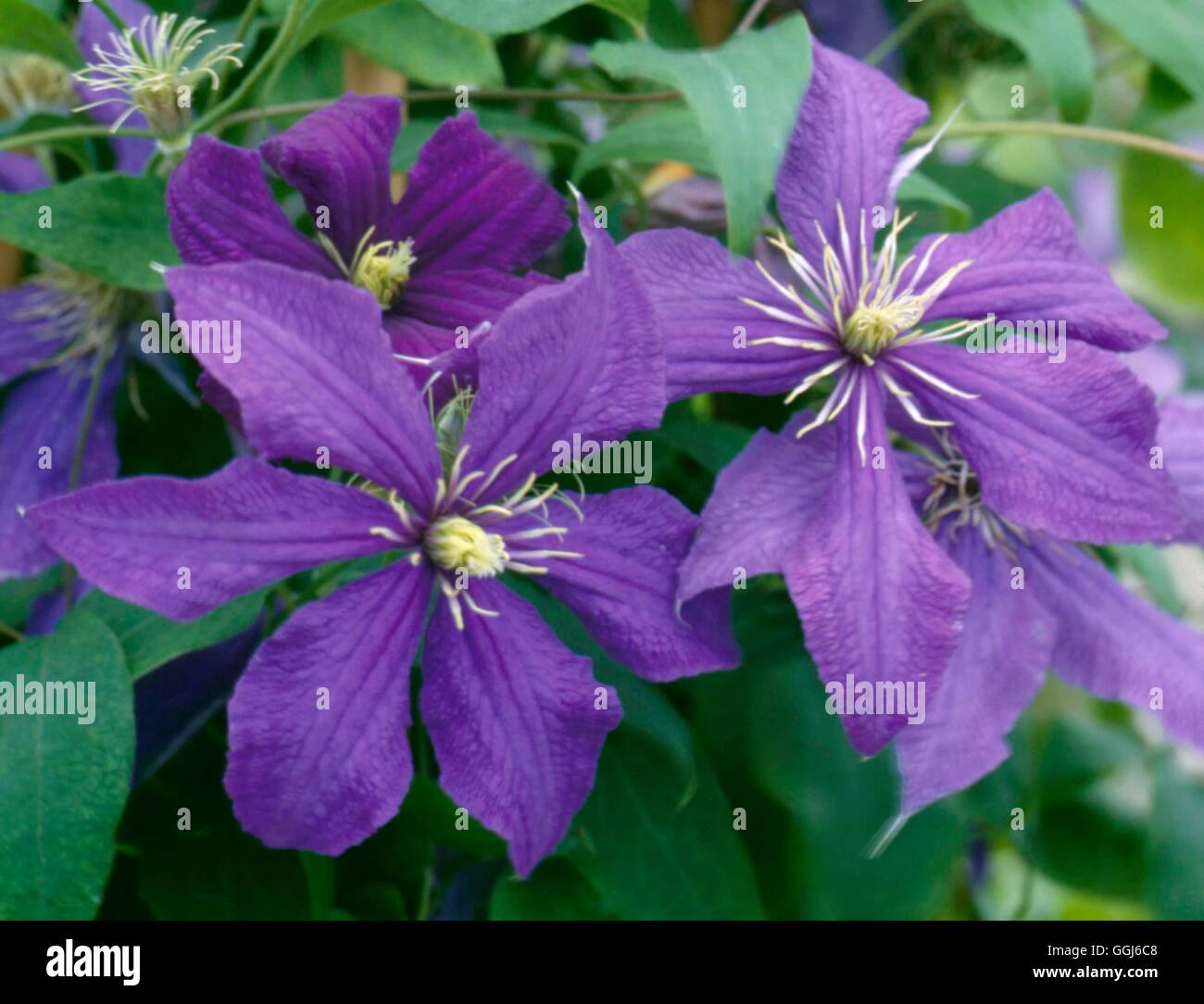 Clematis - 'Rhapsody' CLE083859 Stock Photo - Alamy