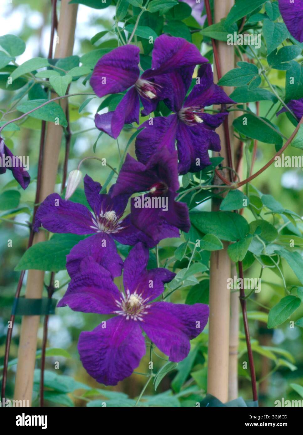 Clematis polish spirit hi-res stock photography and images - Alamy