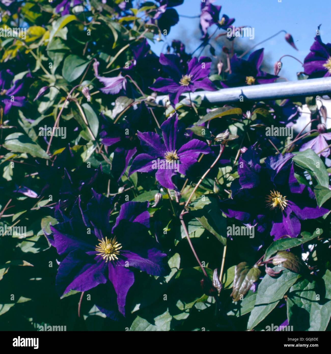 Clematis - 'Viola' CLE087985 Stock Photo - Alamy