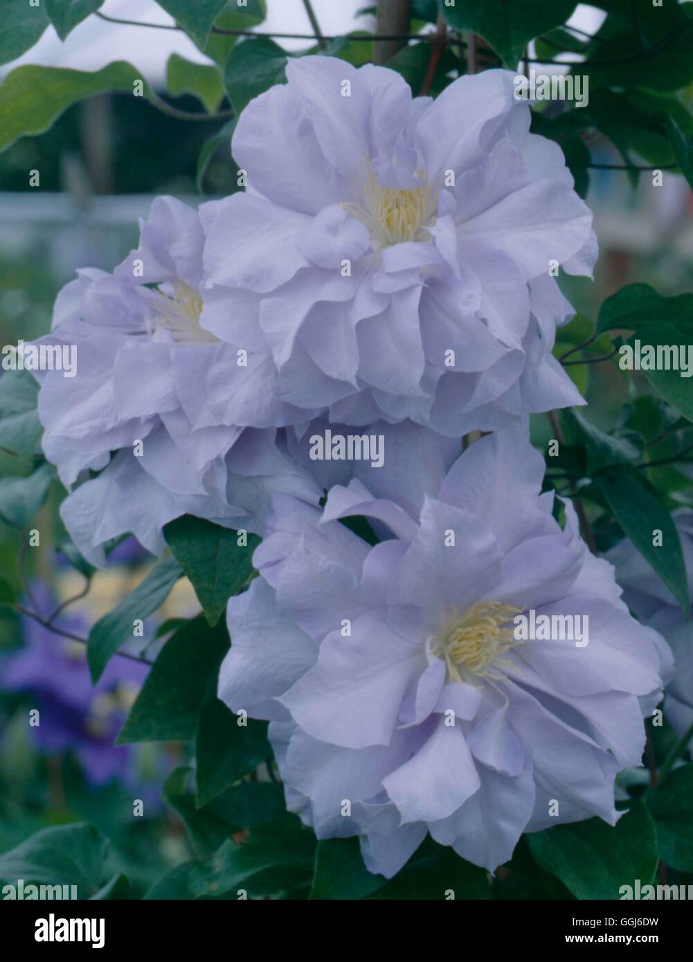 Clematis louise rowe hi-res stock photography and images - Alamy