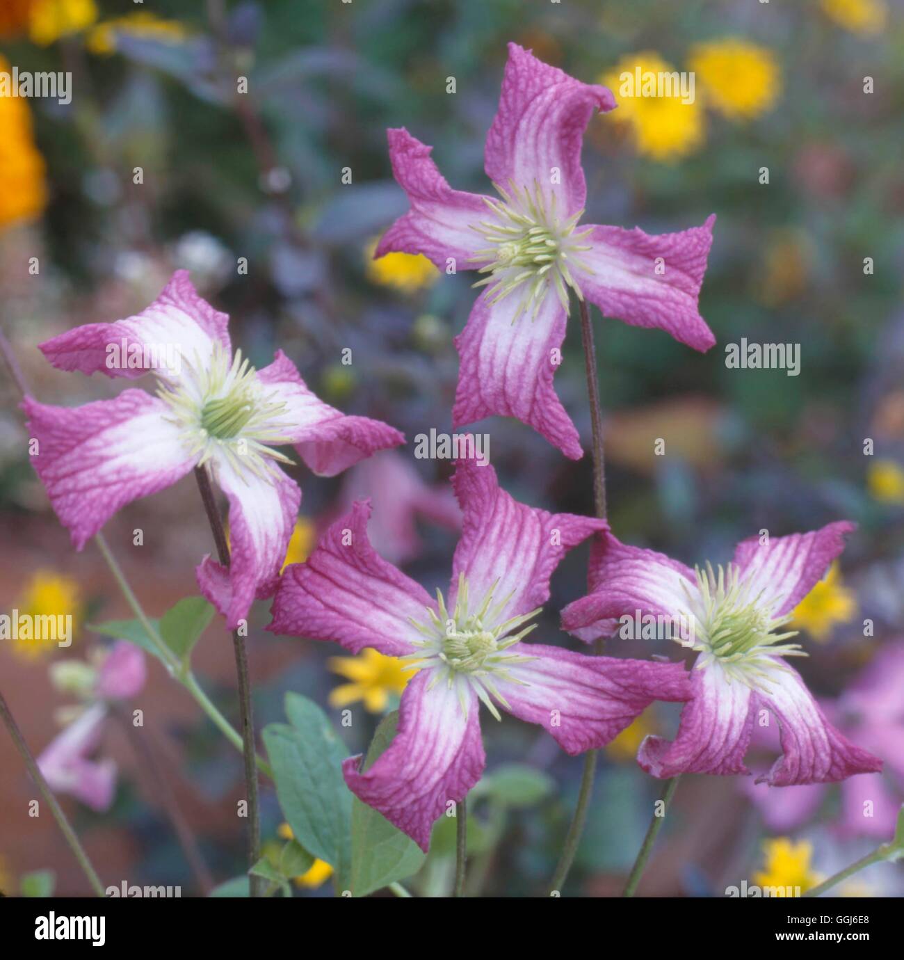 Cicciolina hi-res stock photography and images - Alamy