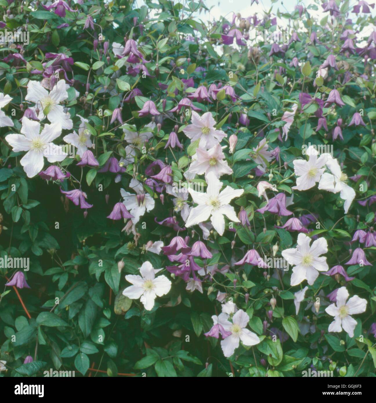 Clematis - `Entel' (with C. viticella c.v.) CLE092748 Stock Photo - Alamy