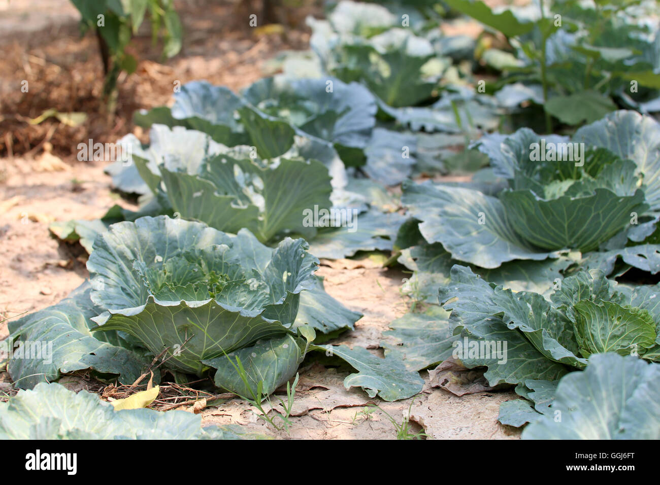 Collard vegetable hi-res stock photography and images - Alamy