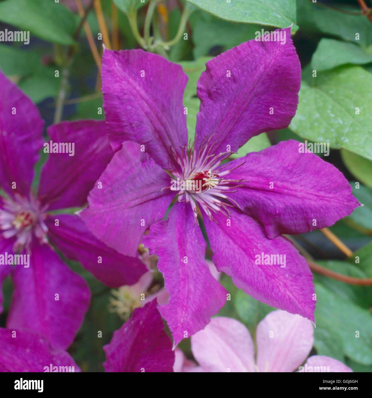 Honorã© hi-res stock photography and images - Alamy