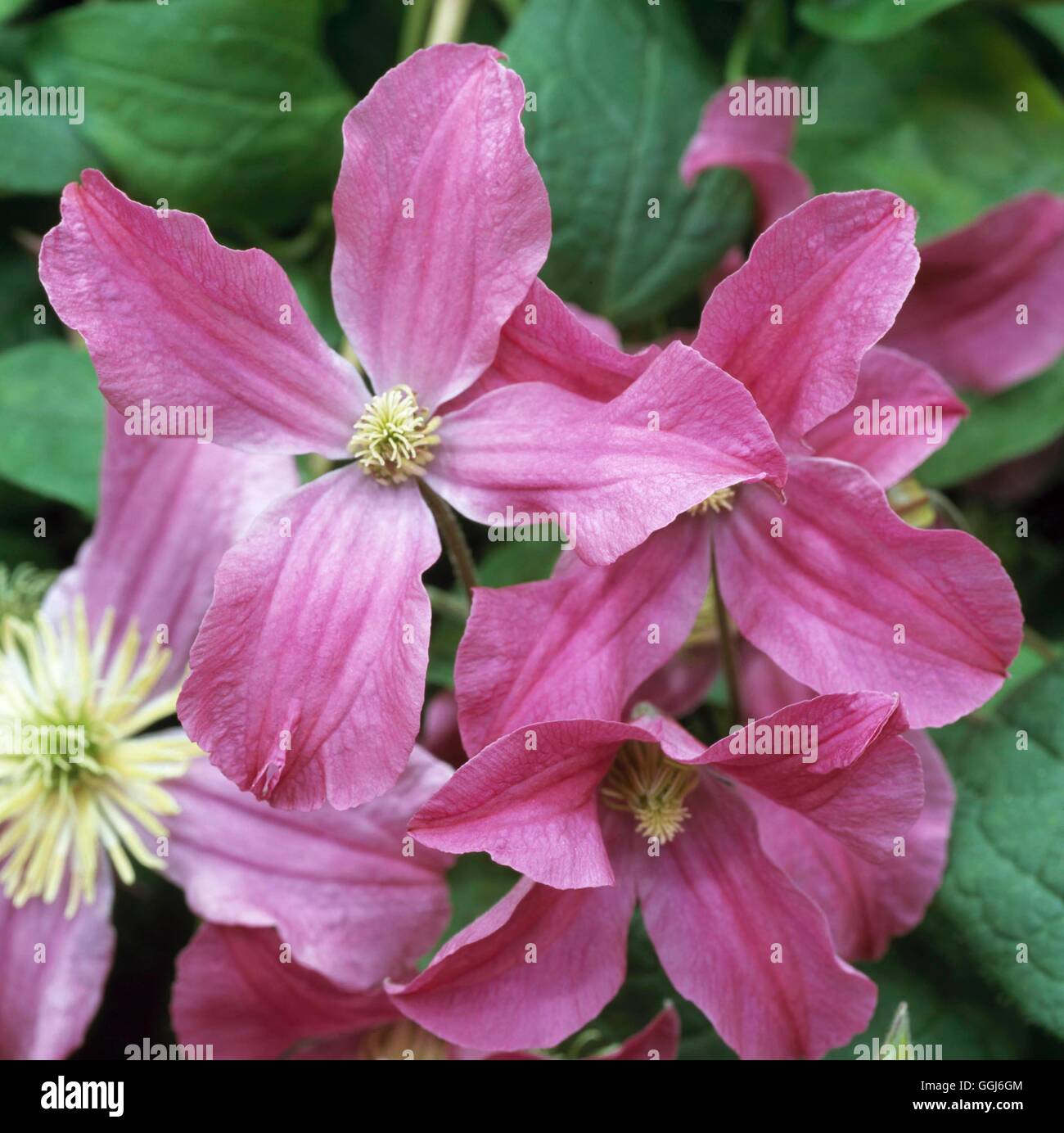 Clematis - `Inspiration' CLE104561 Stock Photo - Alamy
