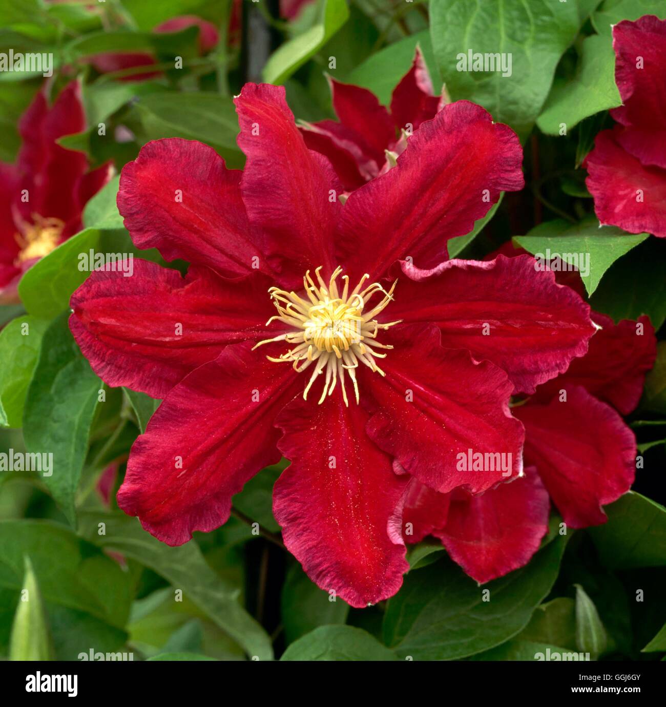 Clematis - `Hania' CLE107806 Stock Photo - Alamy