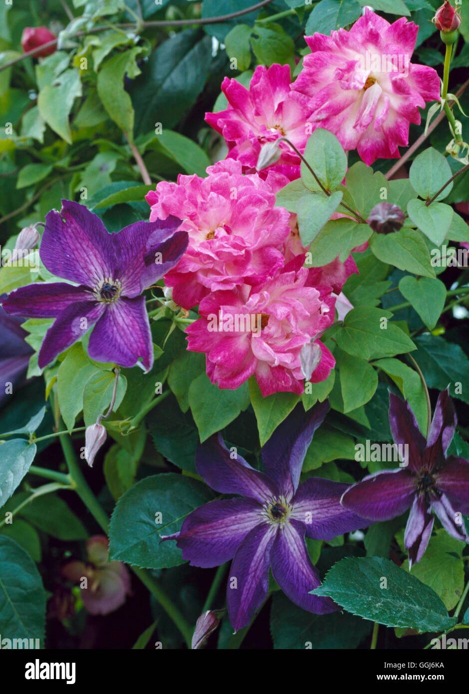 Clematis clematis rose rosa hi-res stock photography and images - Alamy