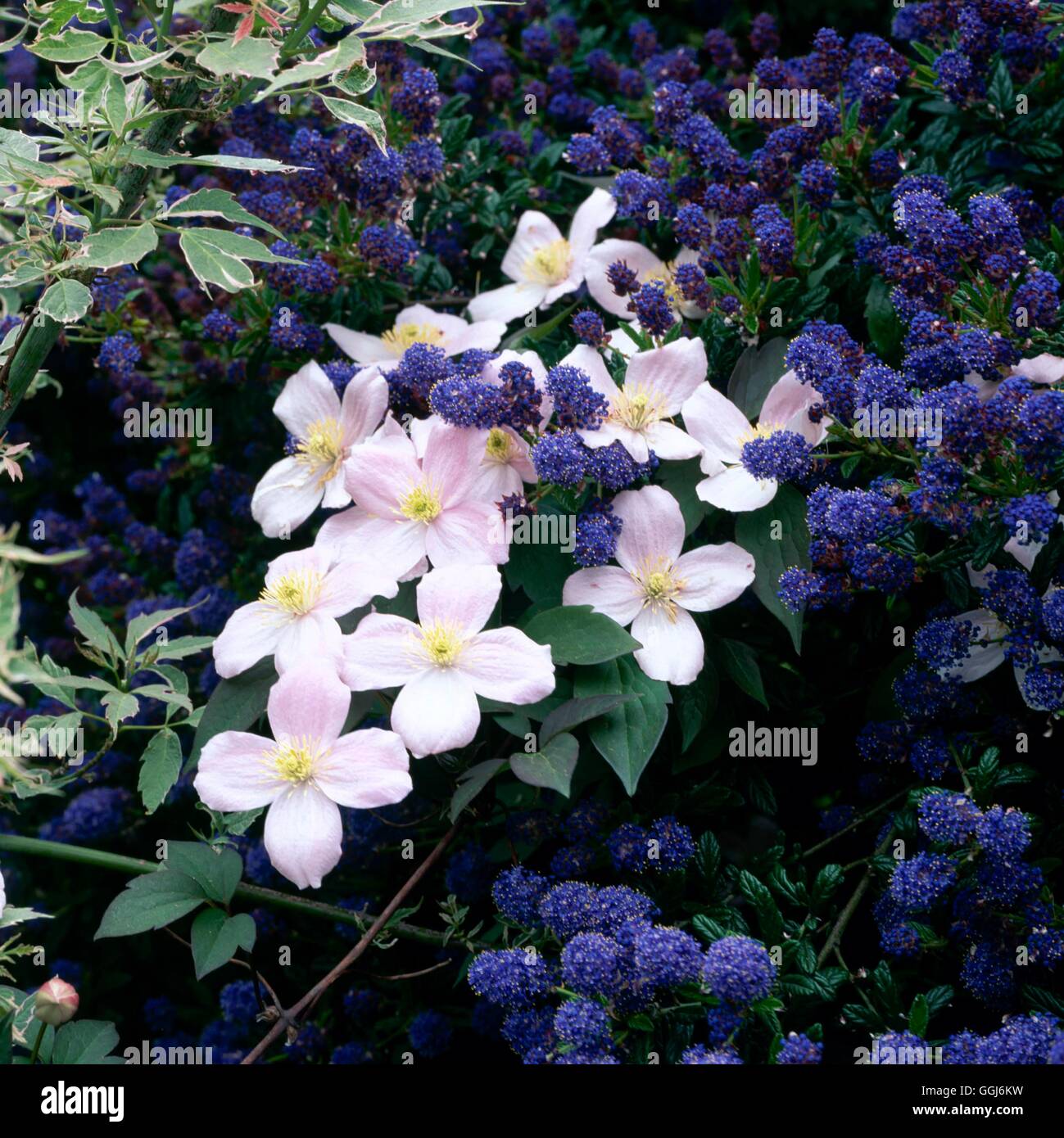 Climbing Gardens - Clematis montana 'Elizabeth' growing through ...