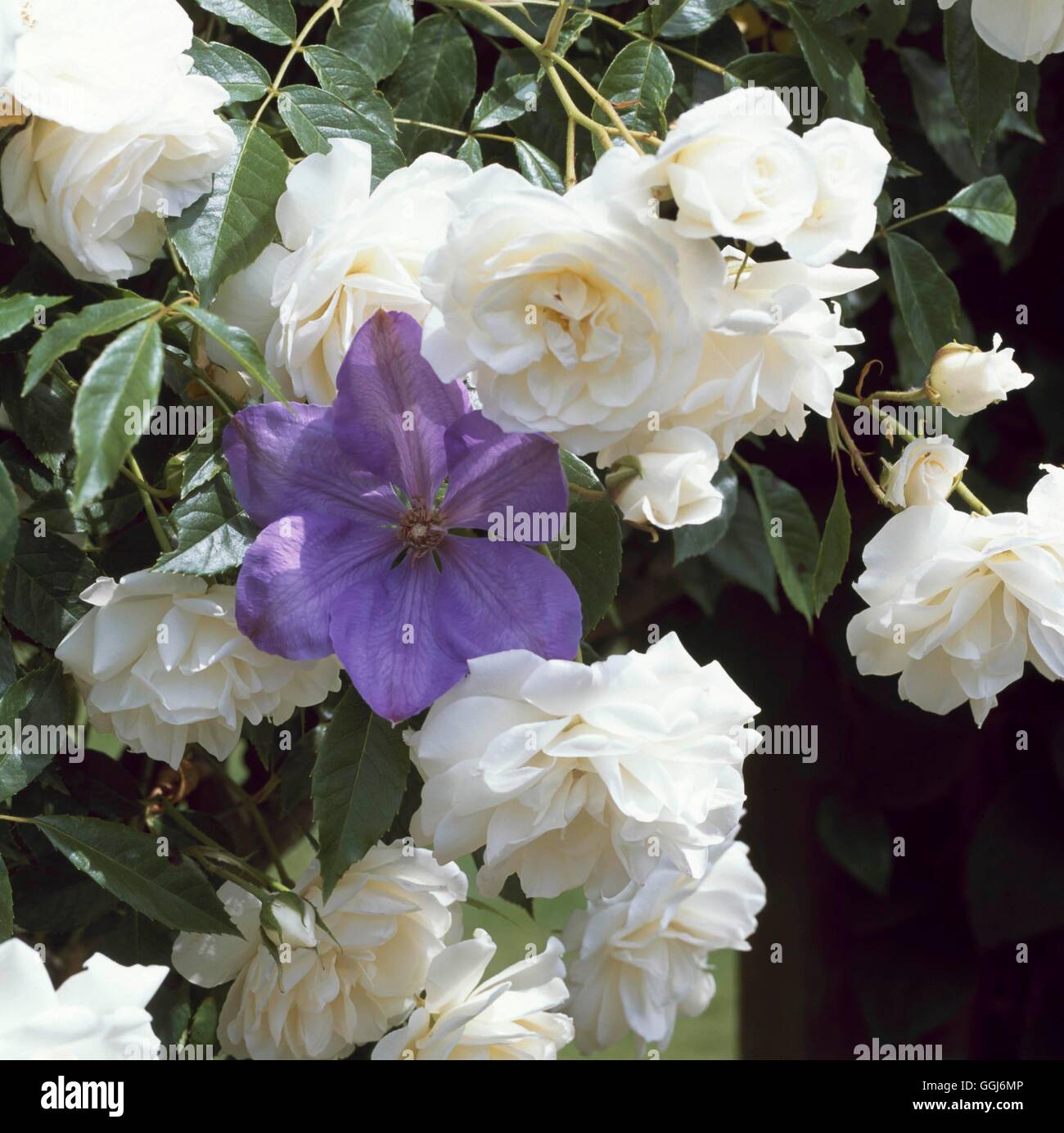 Clematis clematis rose rosa hi-res stock photography and images - Alamy