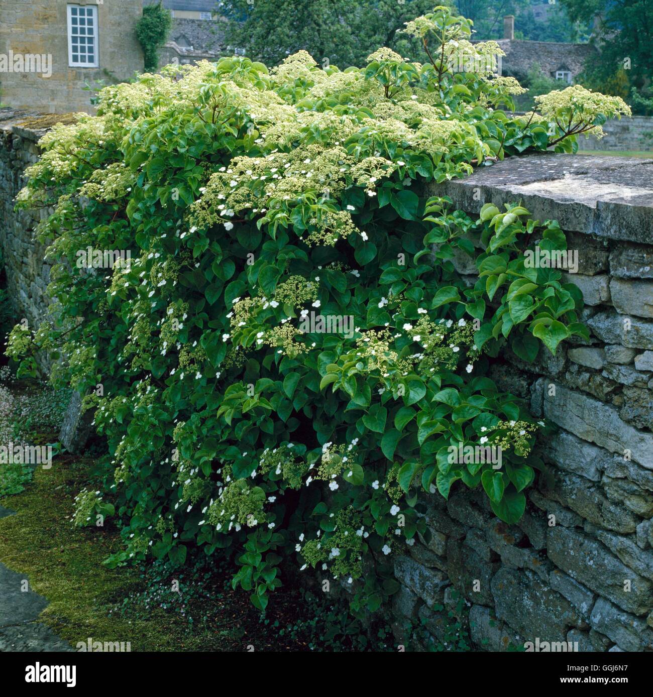 Hydrangea anomala - ssp. petiolaris AGM CLS000635 Stock Photo - Alamy