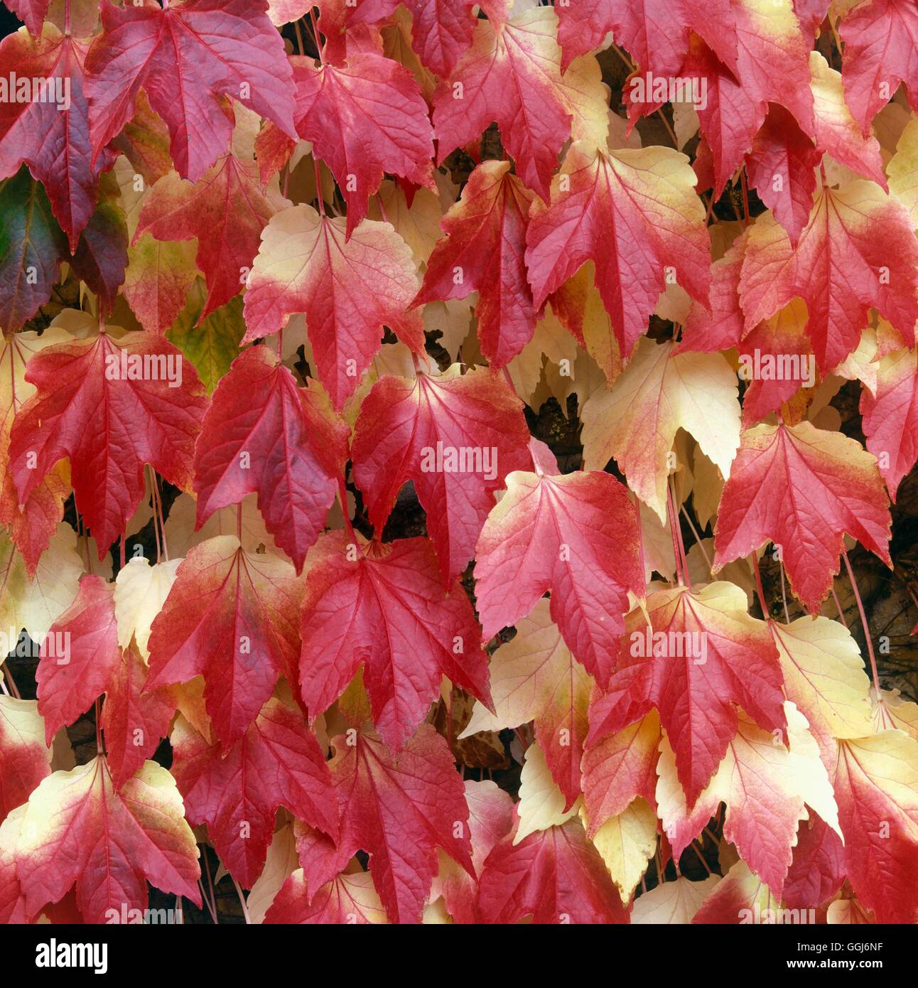 Parthenocissus tricuspidata veitchii hi-res stock photography and ...