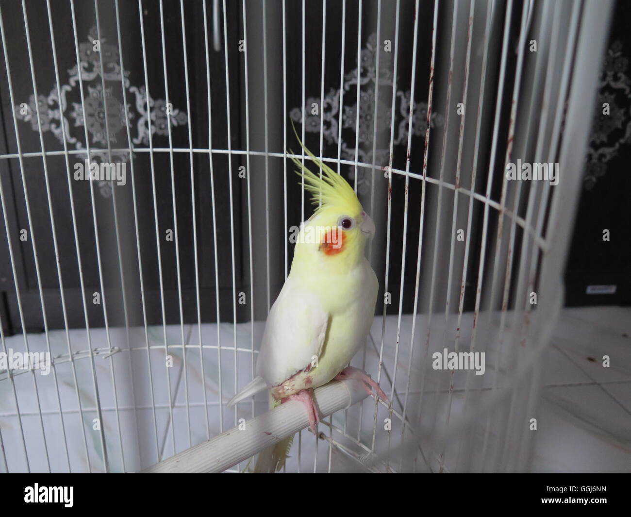 Cocktiel hi-res stock photography and images - Alamy