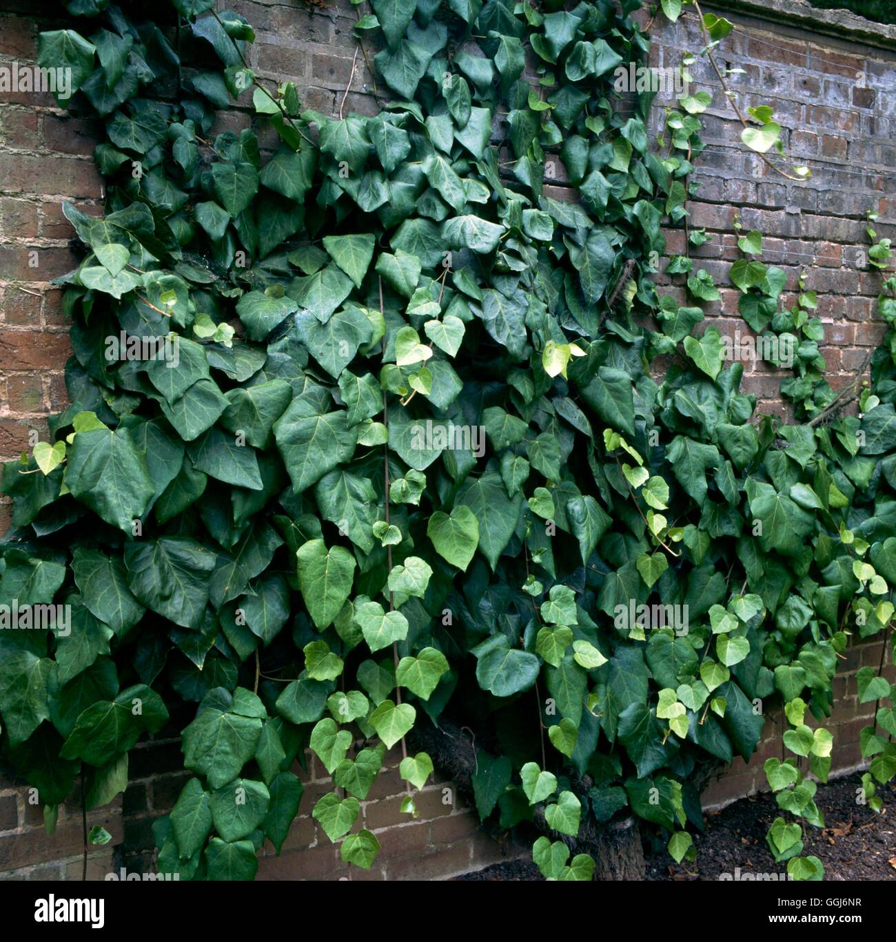 Hedera colchia AGM - Persian Ivy CLS005494 Stock Photo - Alamy