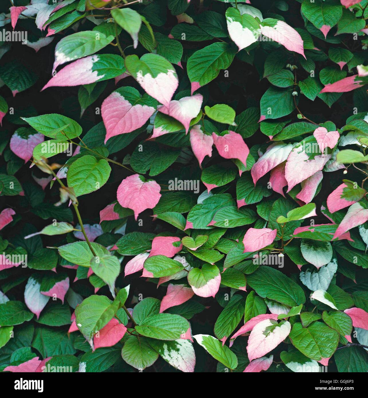 Variegated climber hi-res stock photography and images - Alamy