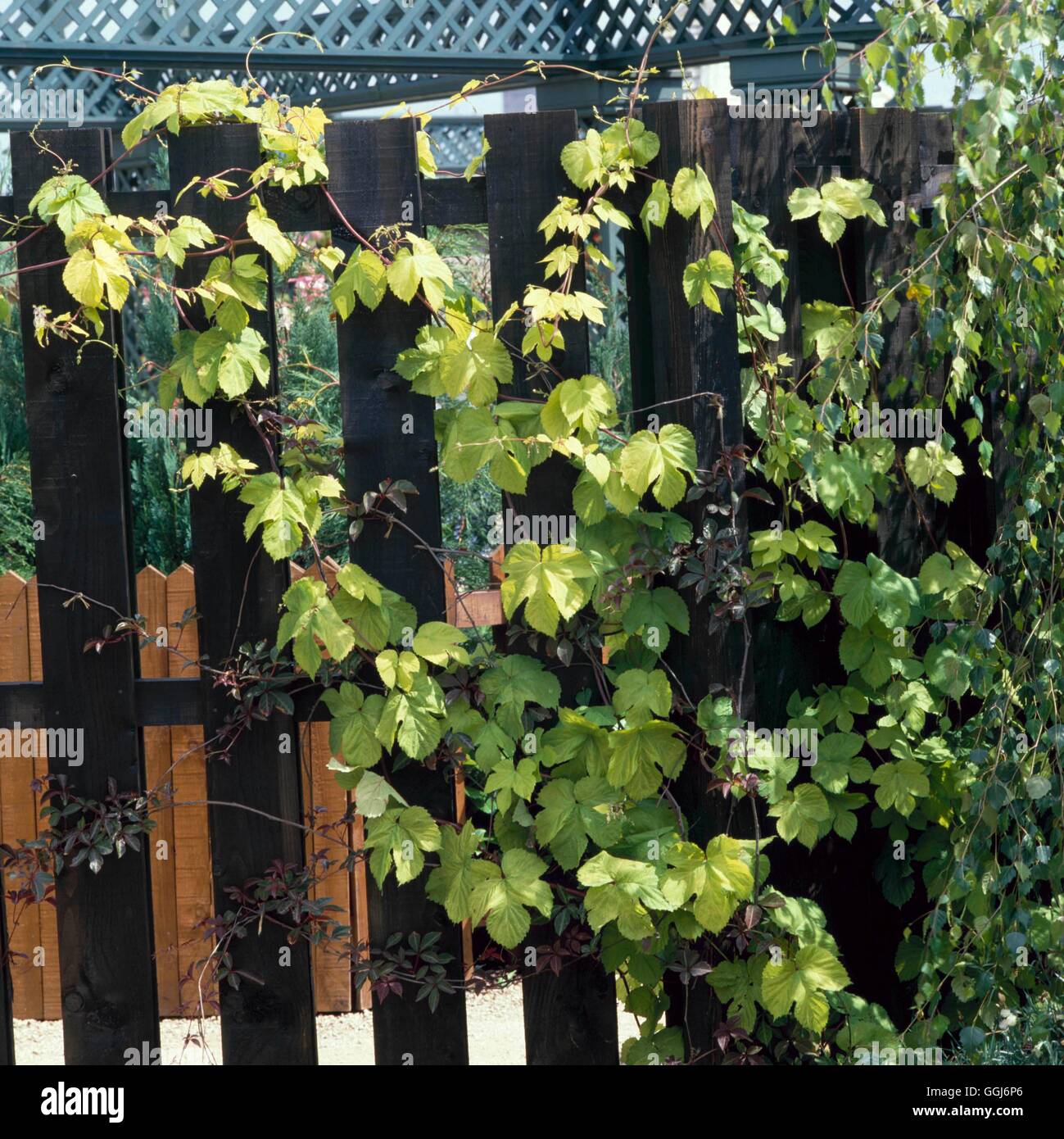 Humulus Lupulus Aureus High Resolution Stock Photography and Images - Alamy