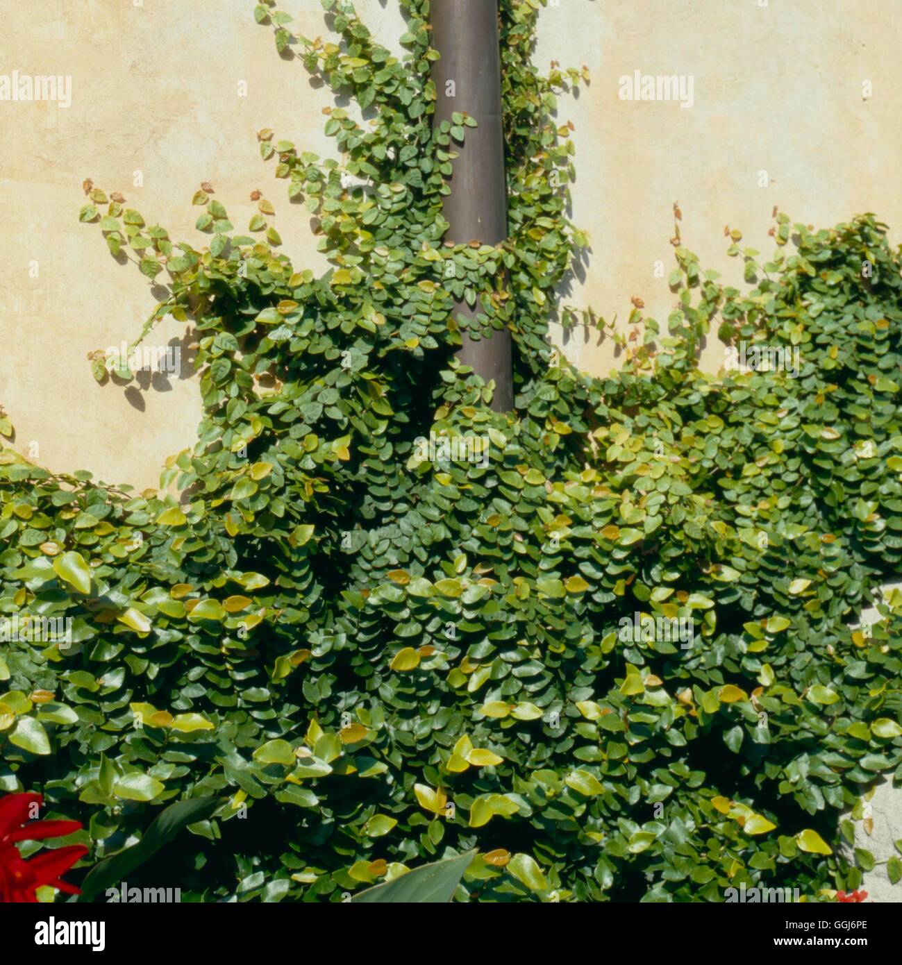 Ficus pumila AGM - Climbing walls at Isola Madre Lake Maggiore Italy ...
