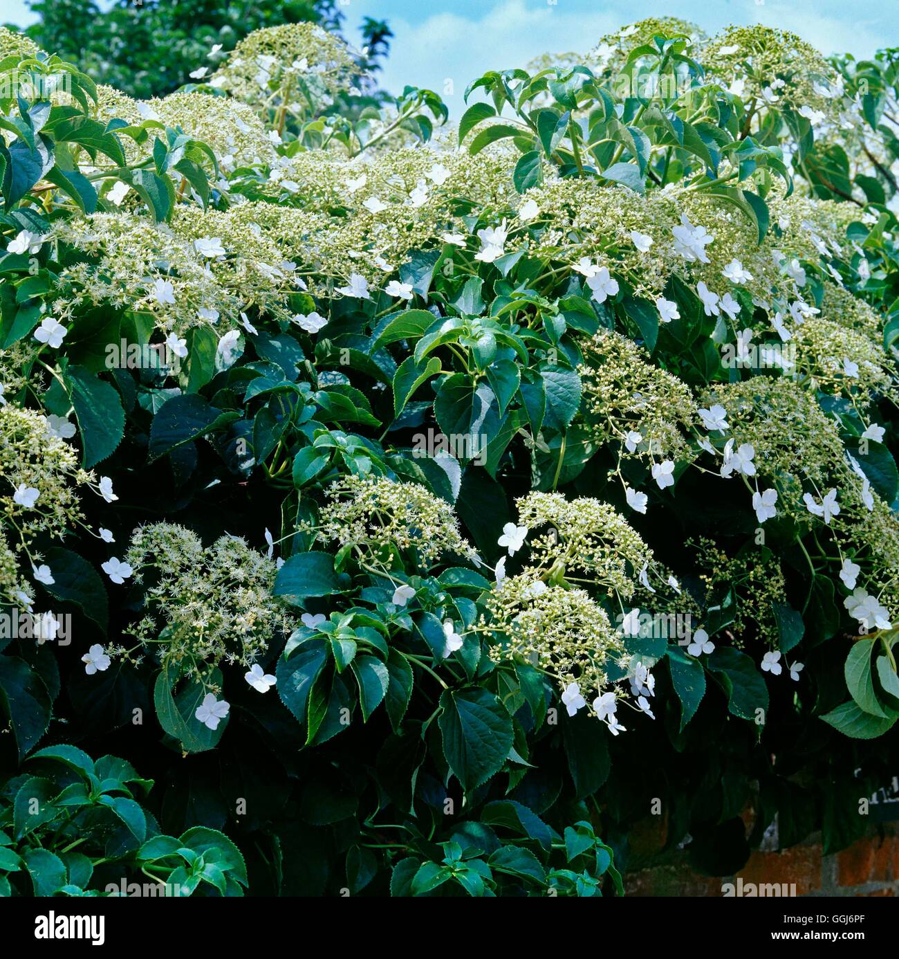 Hydrangea anomala subsp petiolaris hi-res stock photography and images ...