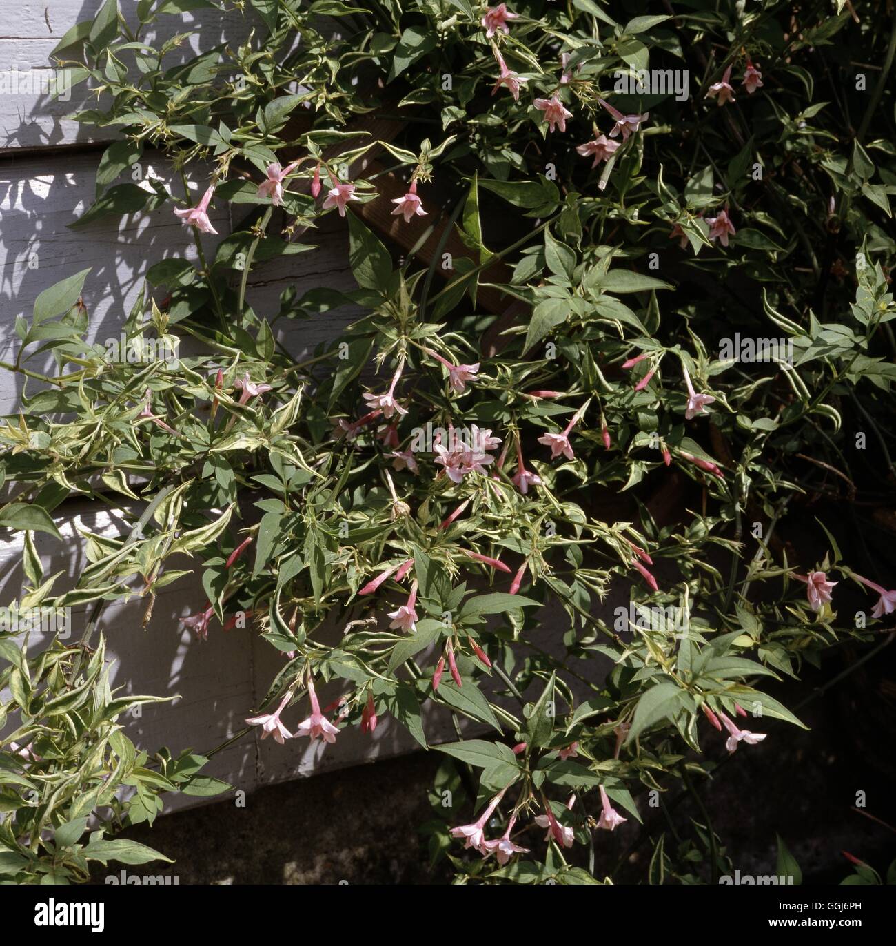 Stephanense jasmine hi-res stock photography and images - Alamy