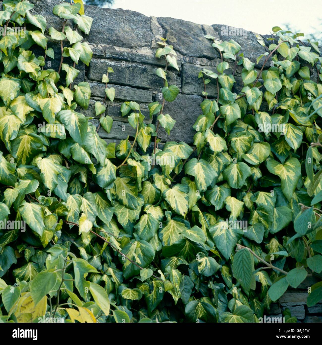 Hedera colchica ‘sulphur heart’ hi-res stock photography and images - Alamy