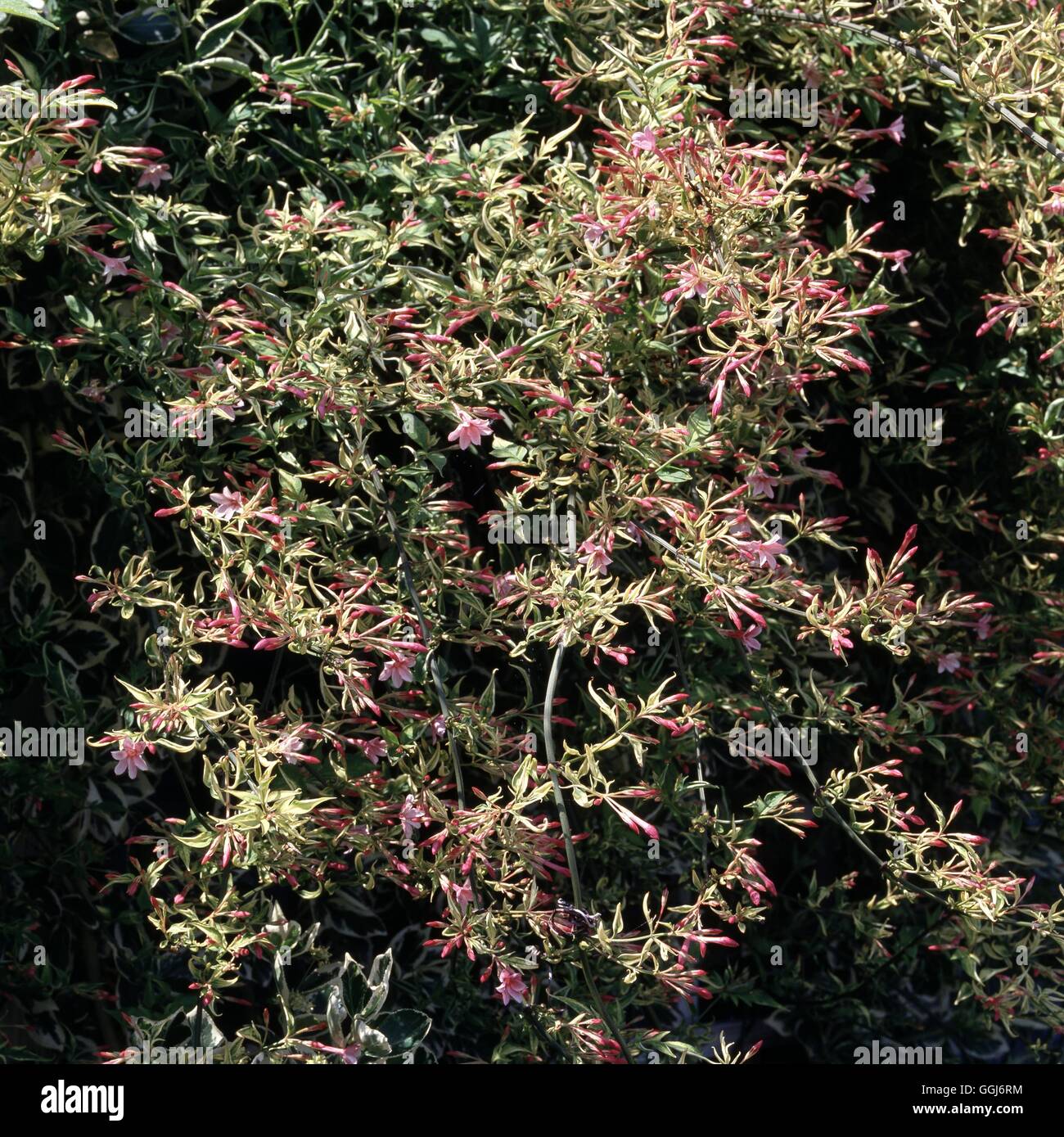JASMINUM x STEPHANENSE Date: 18/08/2008 CLS018644 Stock Photo - Alamy
