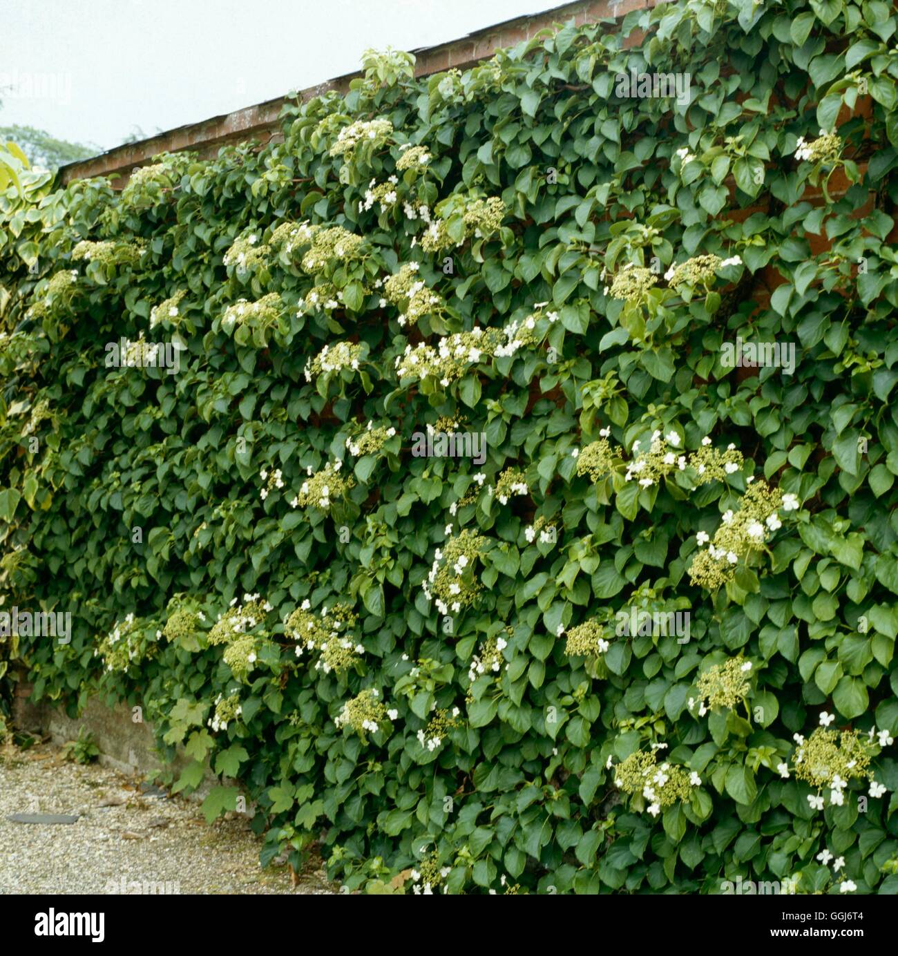 Hydrangea anomala ssp petiolaris hi-res stock photography and images ...