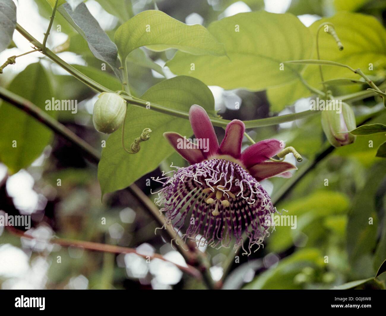 Passiflora quadrangularis CLS028171 Stock Photo - Alamy