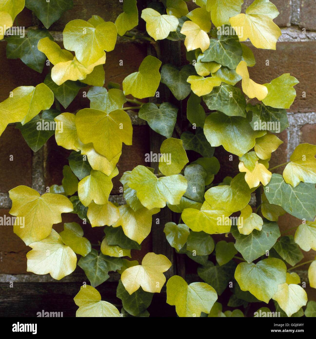 Hedera helix - `Buttercup' CLS037986 Stock Photo - Alamy