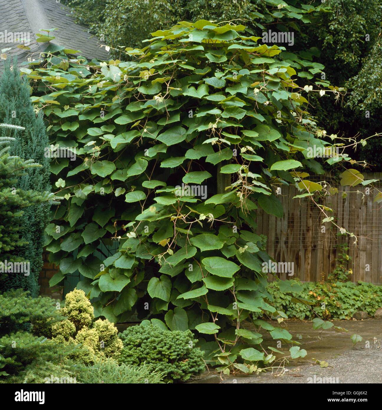 Vitis coignetiae hi-res stock photography and images - Alamy