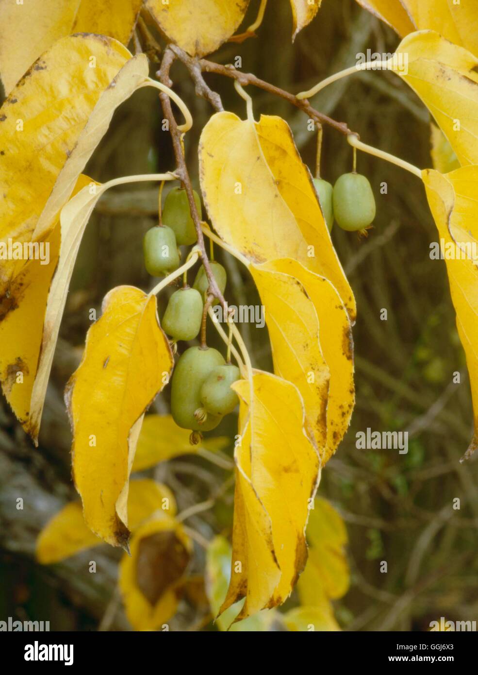 Actinidia arguta - Tara Vine CLS047013 Stock Photo - Alamy