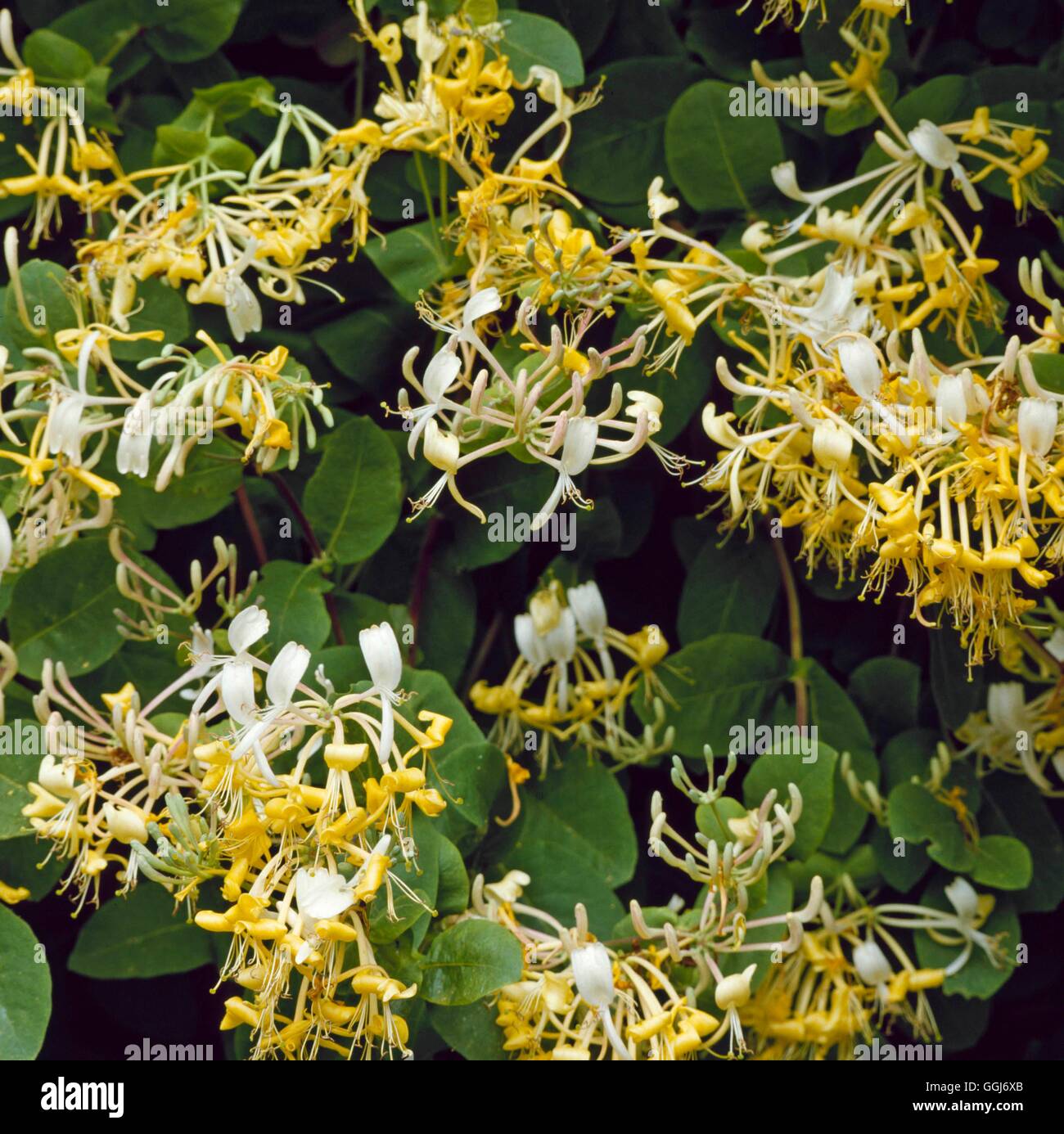 Lonicerasuperba lonicera honeysuckle climber climbing ...