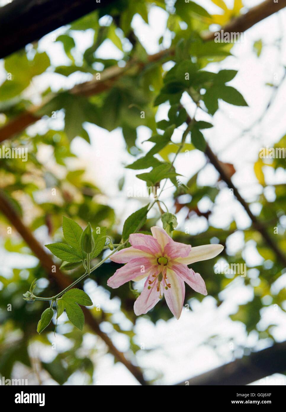 Passiflora mollissima - Curuba ""Banana Passion Fruit""" CLS054004 /Pho ...