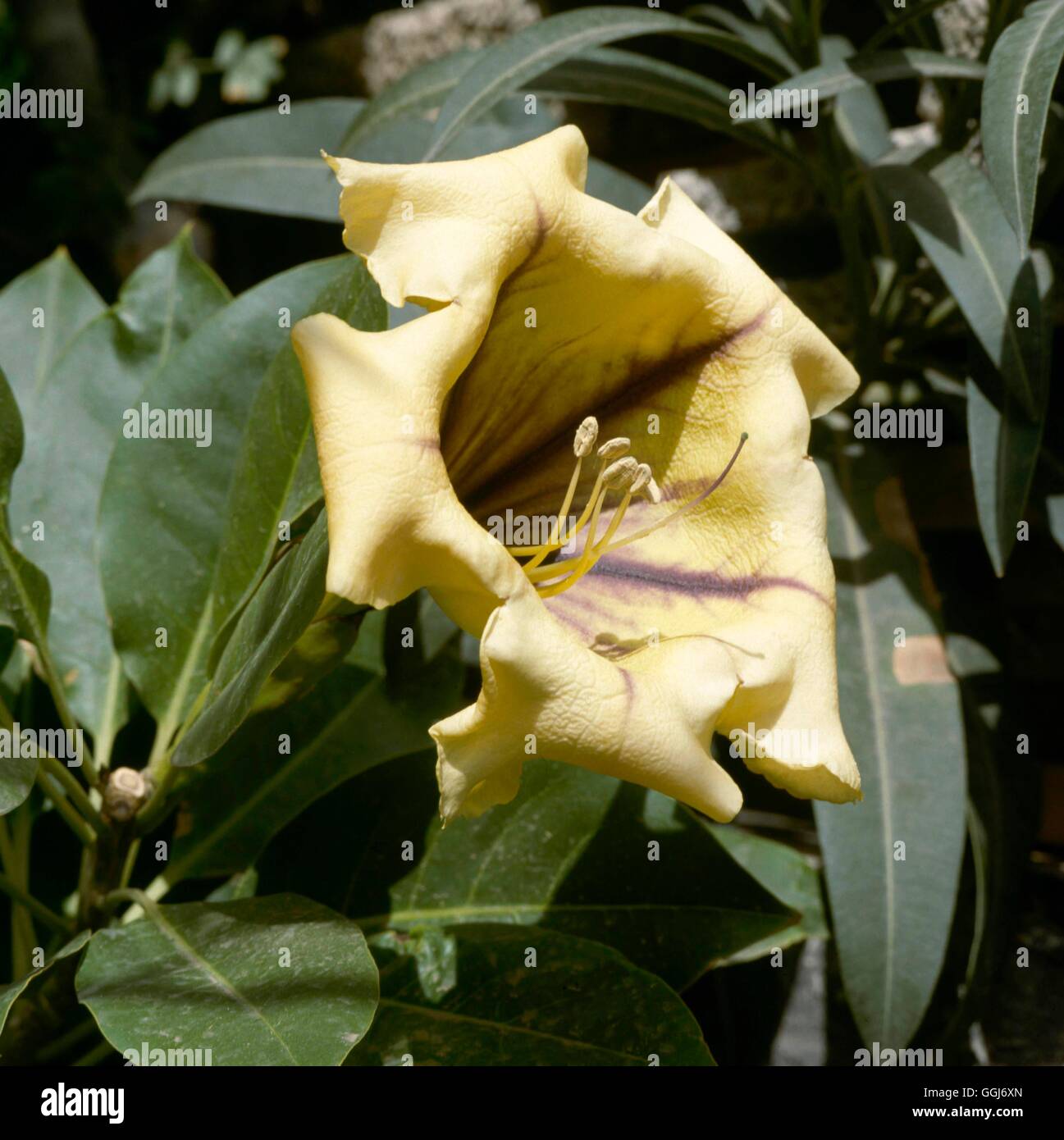 Climbingshrub hi-res stock photography and images - Alamy