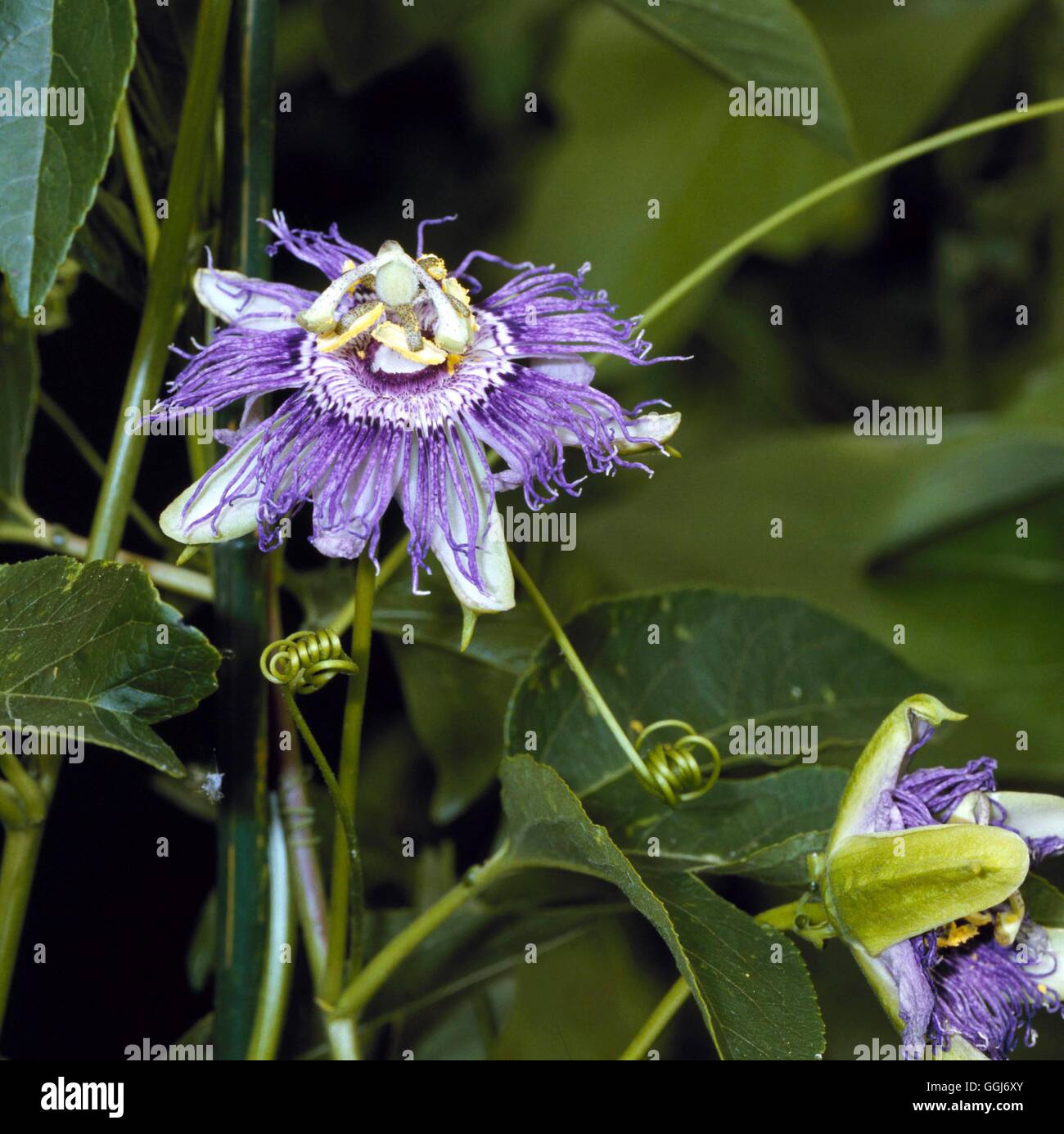 Passiflora incarnata CLS062336 Stock Photo - Alamy