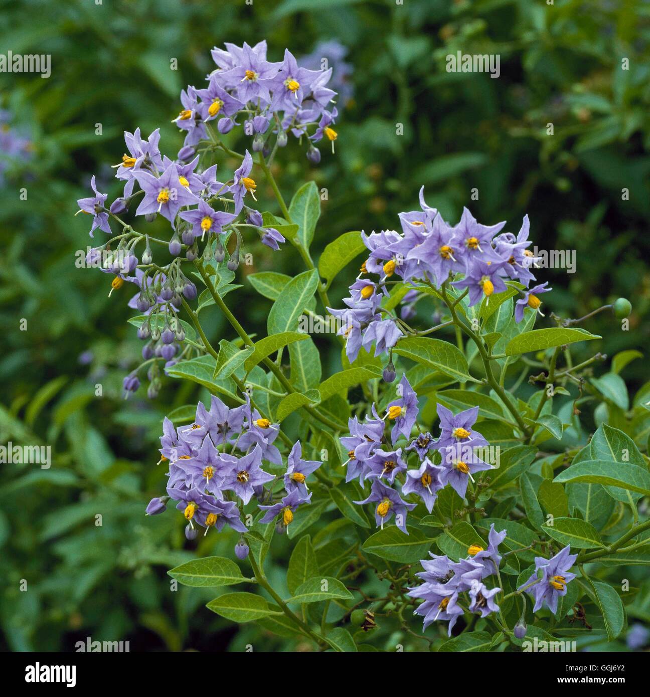 Blue solanum hi-res stock photography and images - Alamy
