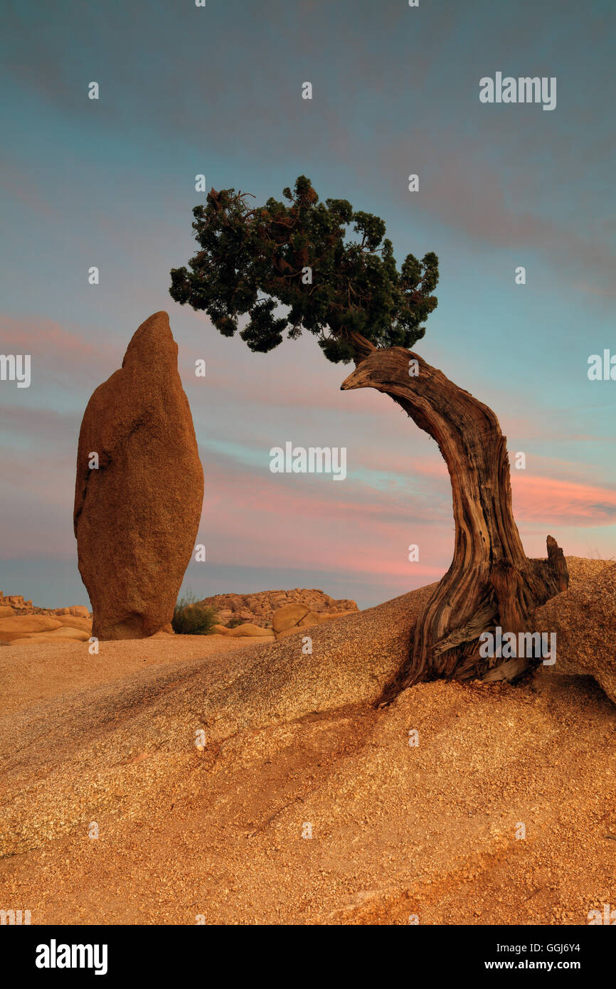 geography / travel, USA, California, Jehoshua Tree Nationalpark, pine ...