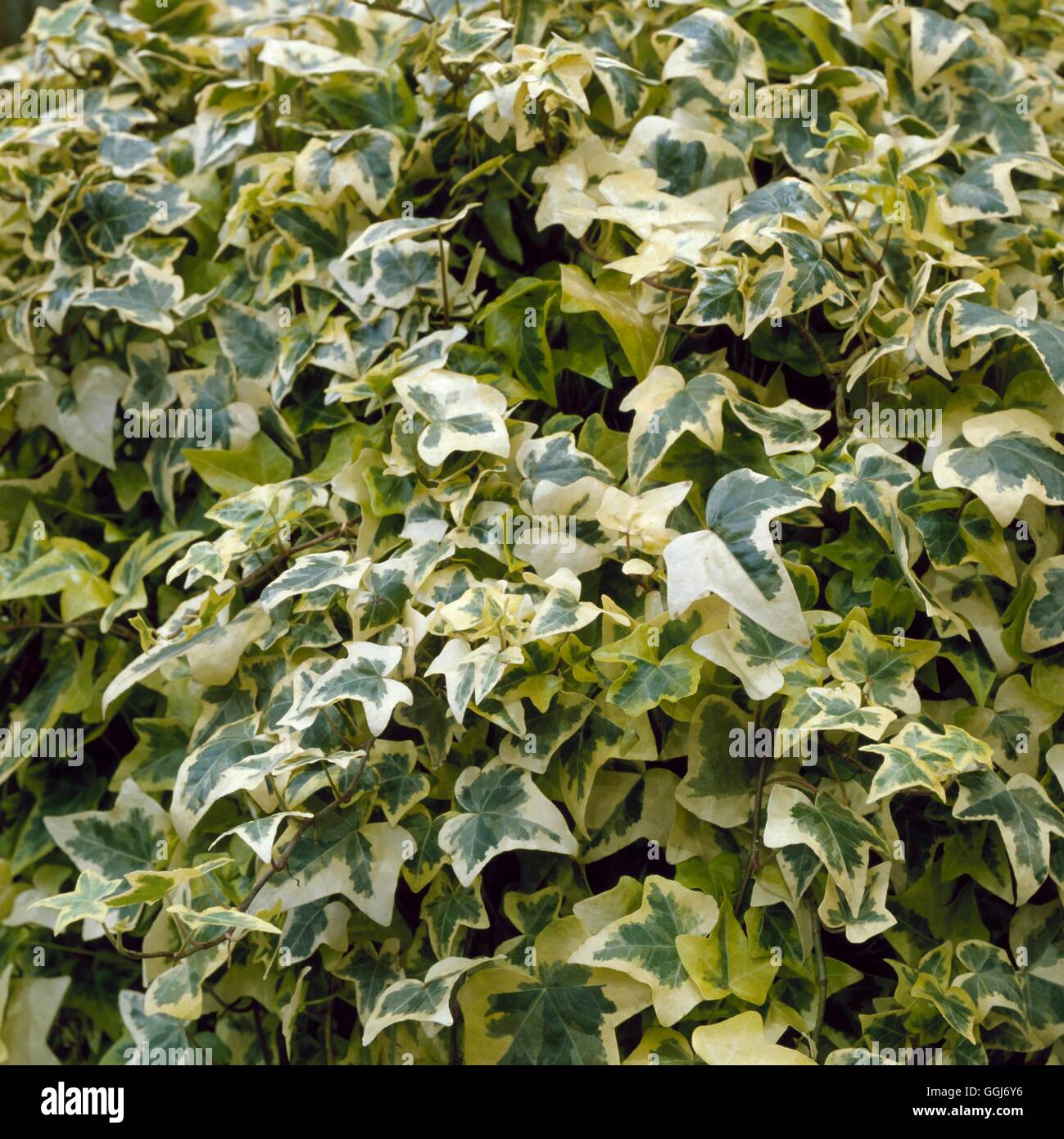 Hedera helix goldchild hi-res stock photography and images - Alamy